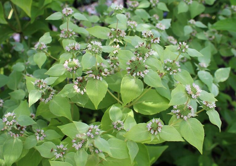 Michigan Gardener - Your guide Great Lakes gardening: Garden Event ...
