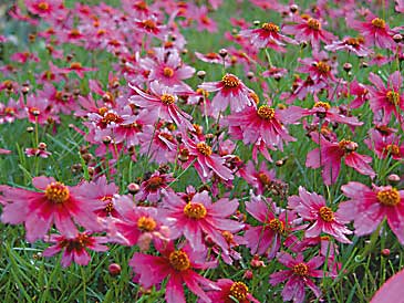 Plant Focus: Coreopsis - Michigan Gardener