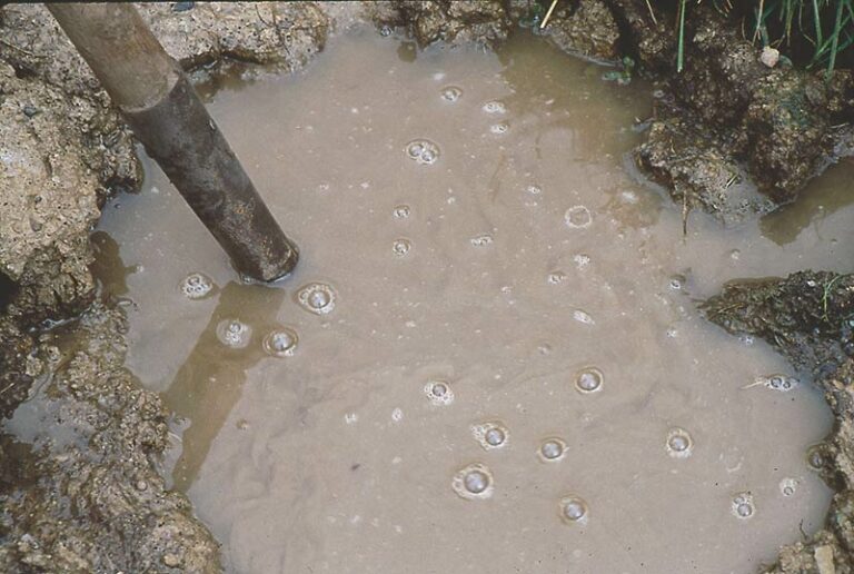 How to prepare soil for planting