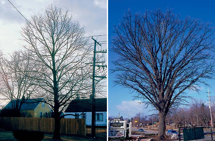 Replacement options for a dying ash tree - Michigan Gardener