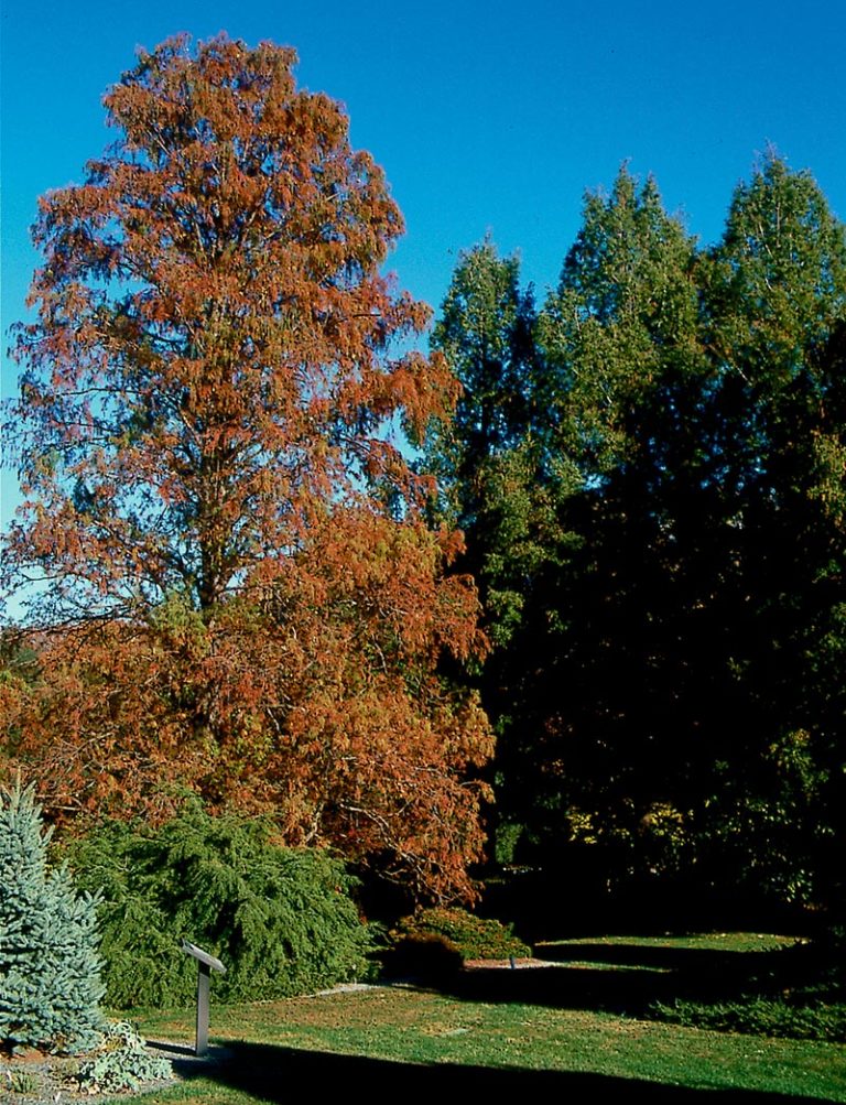 Replacement options for a dying ash tree - Michigan Gardener