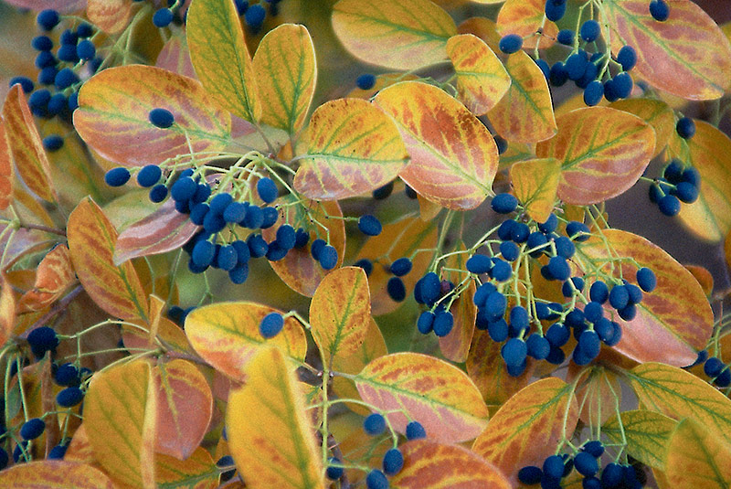 Replacement options for a dying ash tree - Michigan Gardener