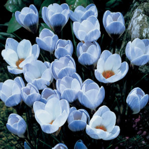 Plant Focus: Crocus - Michigan Gardener