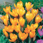 Plant Focus Archives - Page 2 of 6 - Michigan Gardener