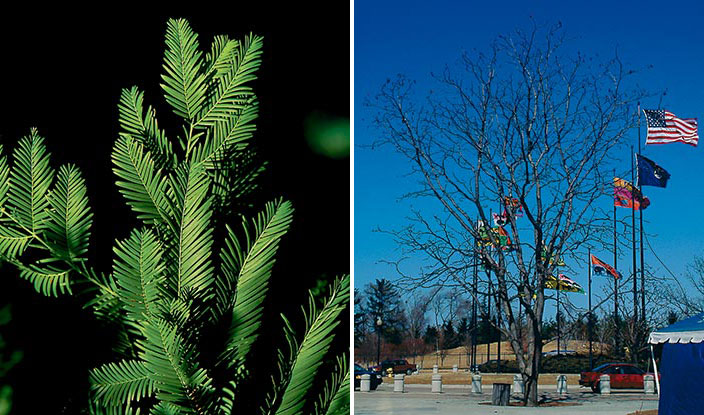 Replacement options for a dying ash tree - Michigan Gardener