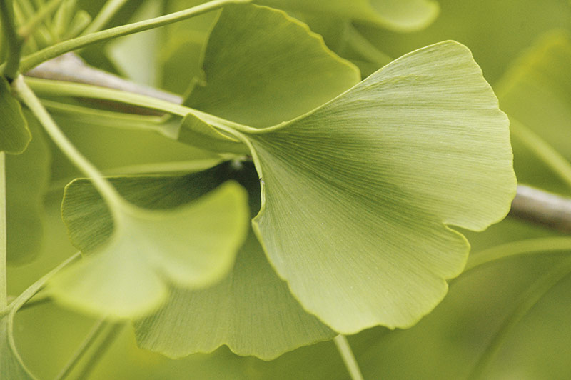 Create your own allergy-free garden - Michigan Gardener