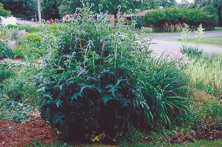 Janet’s Journal - 3/6 - Michigan Gardener