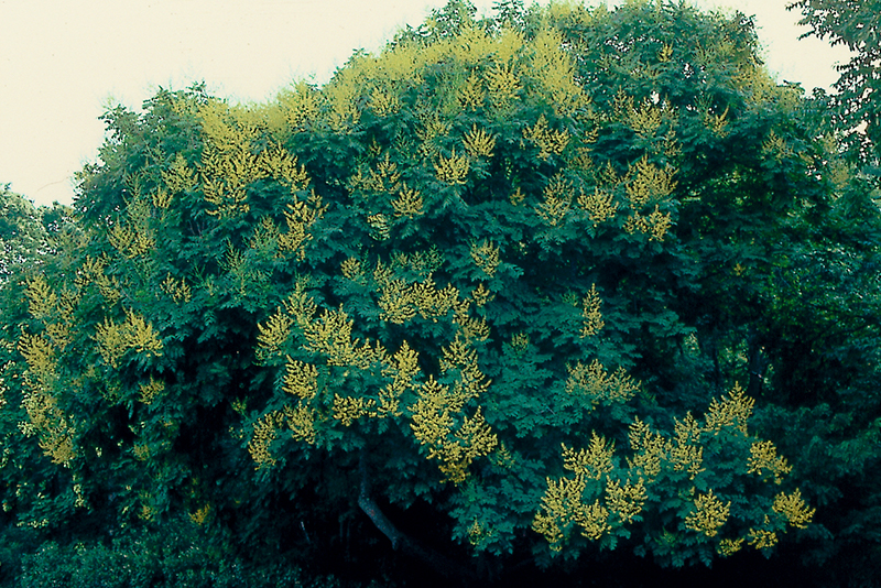 Ash Trees Archives - Michigan Gardener