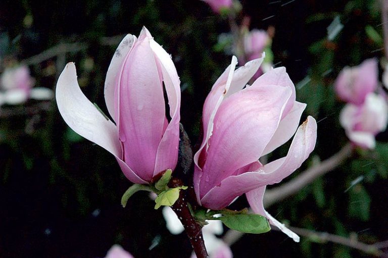 Michigan Gardener - Your guide Great Lakes gardening: Garden Event ...