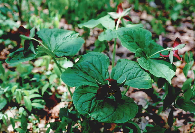 Trillium - Michigan Gardener