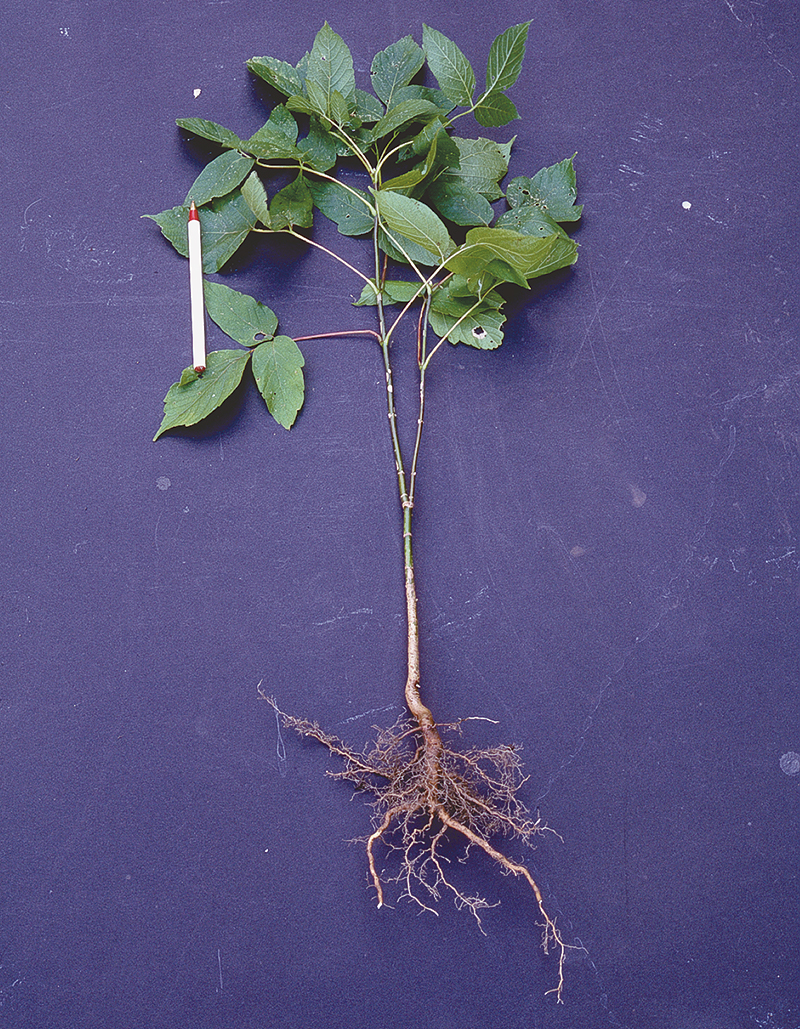 Janet’s Journal - Michigan Gardener