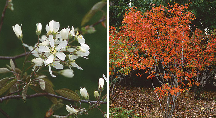 Janet’s Journal: The Five Plants You Meet in Heaven - Michigan Gardener