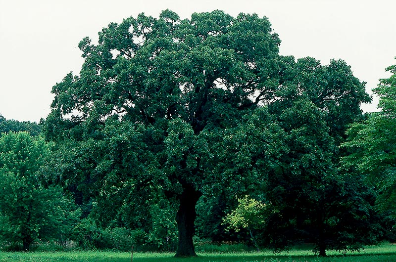 Replacement options for a dying ash tree - Michigan Gardener