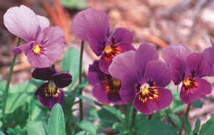 Plant Focus: Viola - Michigan Gardener