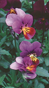 Plant Focus: Viola - Michigan Gardener