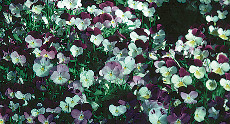 Plant Focus: Viola - Michigan Gardener
