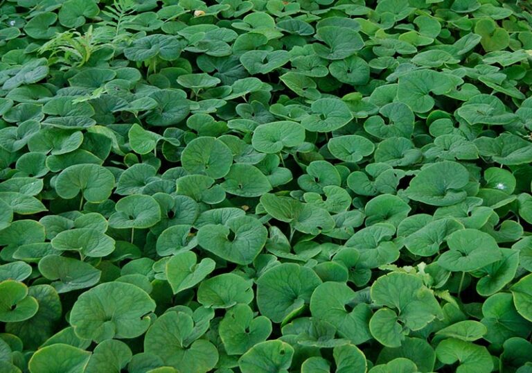 Plant Focus Archives - Michigan Gardener